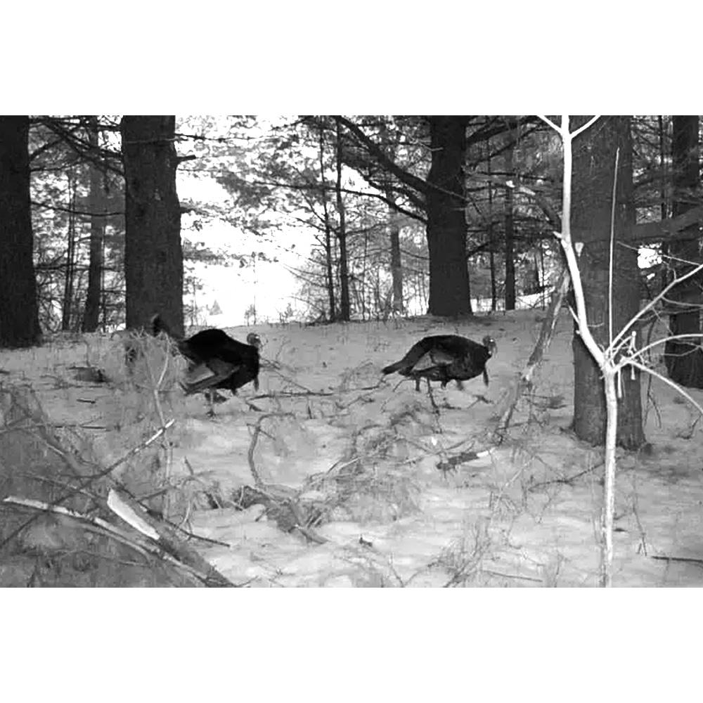 Bullseye North | Digital Night Vision Binoculars